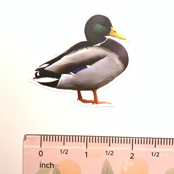 Accessories | Mallard Duck Vinyl Sticker | Poshmark